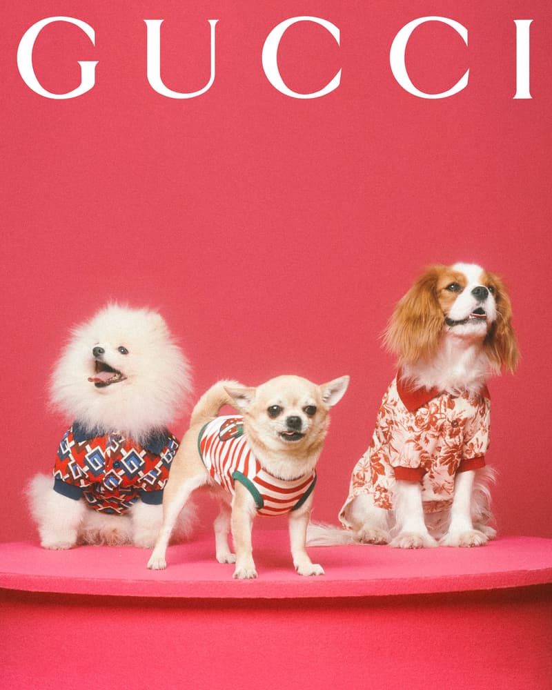 Gucci Debuts Collection Dedicated to Pets | Hypebae