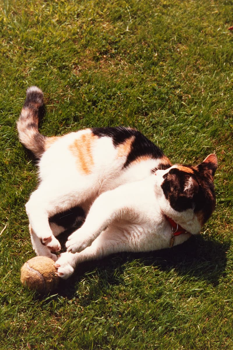 Rare Photos Show Freddie Mercury's Cat Obsession | Hypebae