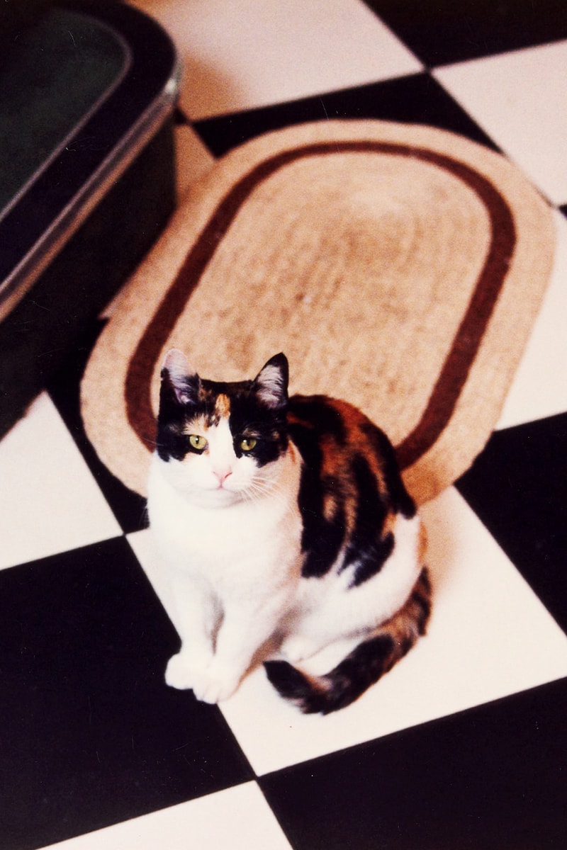 Rare Photos Show Freddie Mercury's Cat Obsession | Hypebae