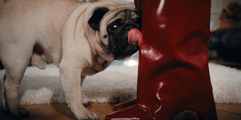 Coperni Drops Holiday Collection With Dogs | Hypebae