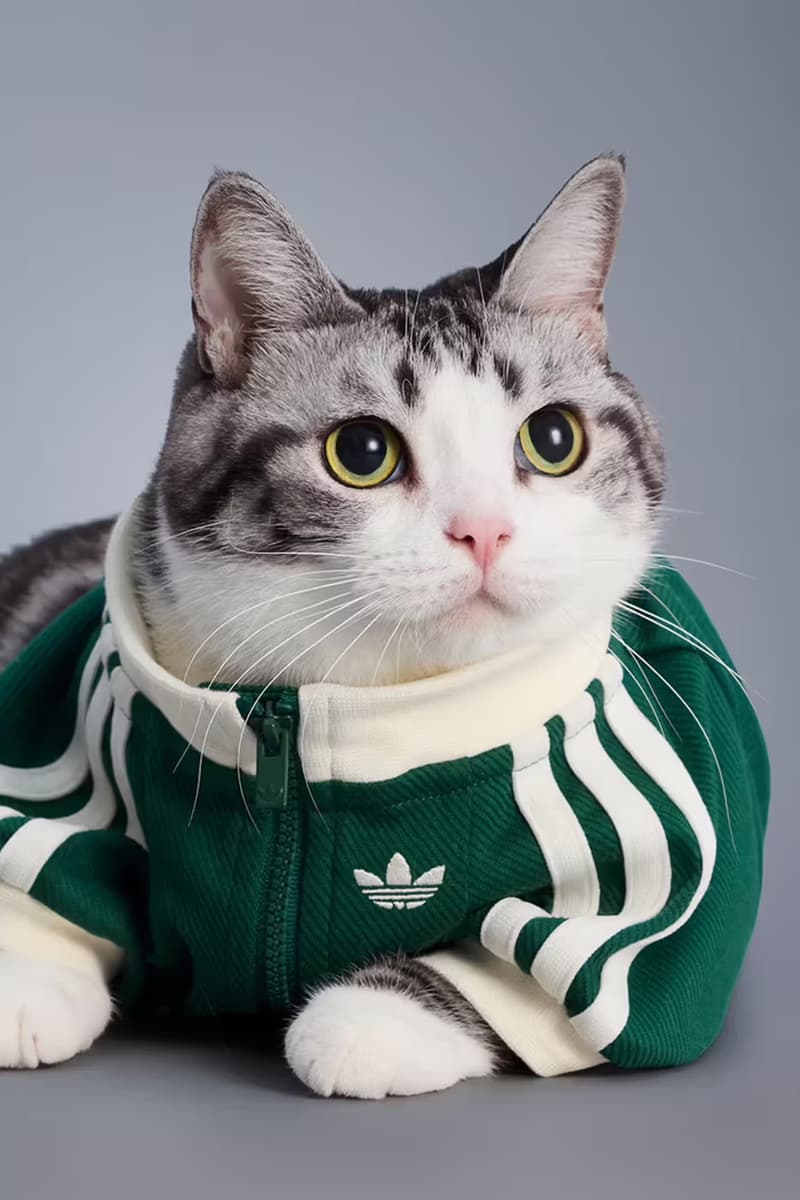 adidas Is Creating Streetwear for Pets | Hypebae