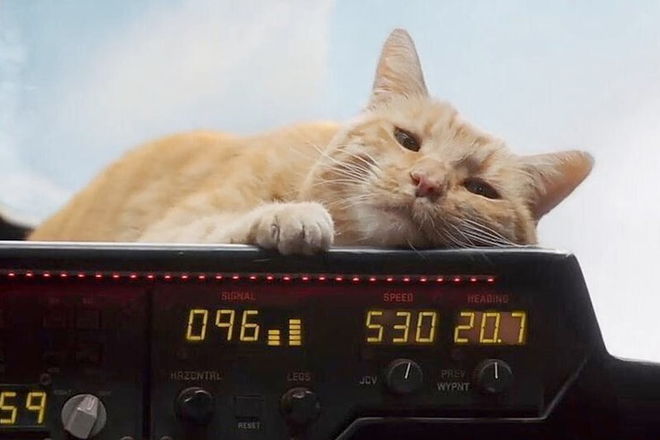 《Captain Marvel》裡最搶鏡的角色！Goose 的真實身份究竟是...？ - POPBEE