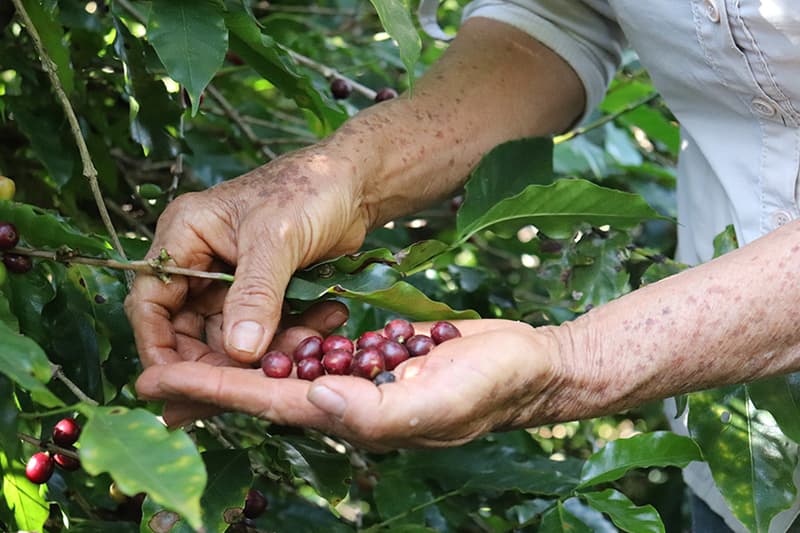 「野田珈琲 Noda Coffee」從生豆進口、焙煎、沖煮都讓你一目瞭然！ - POPBEE