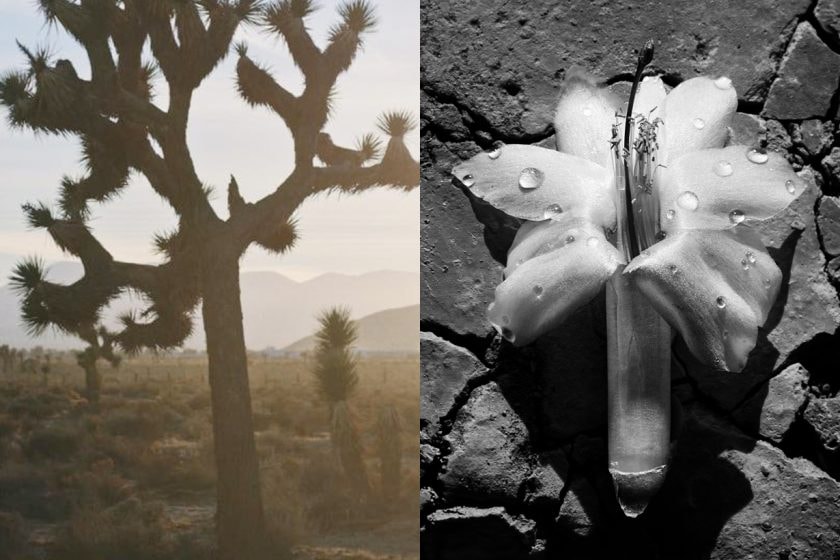 Mojave Ghost 莫哈維之影 Byredo 屹立不搖的經典，重新認識這瓶生長在沙漠的香水花！ - POPBEE