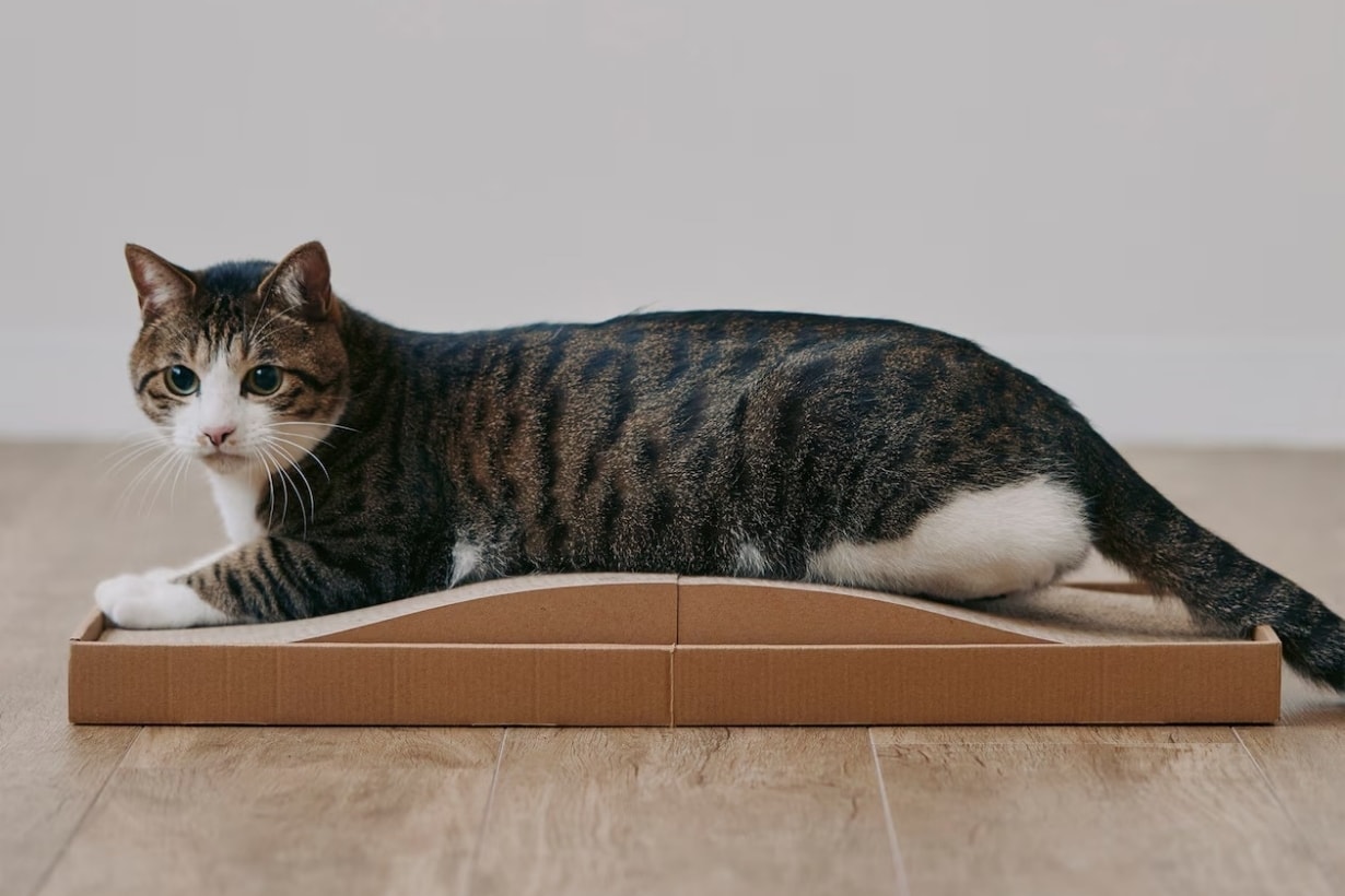 MUJI 寵物用品更新：寵物袋、洗髮精、毛巾… - POPBEE